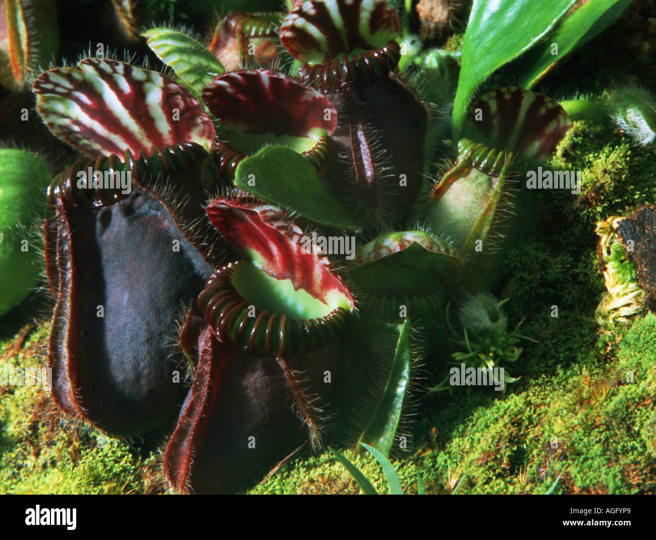 Australian Flycatcher (Cephalotus follicularis), pitcher traps Stock ...