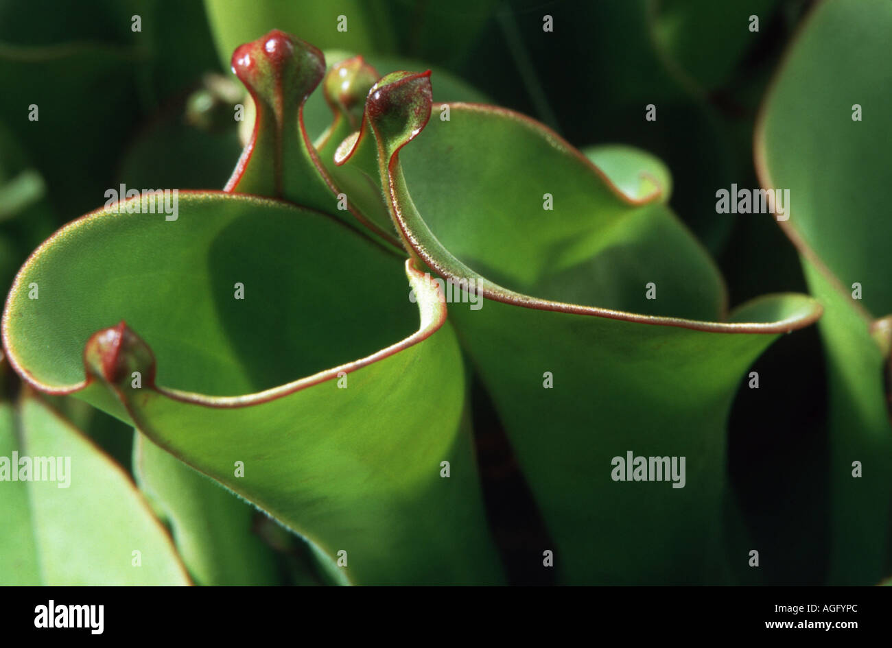 sun pitcher (Heliamphora nutans), traps Stock Photo - Alamy
