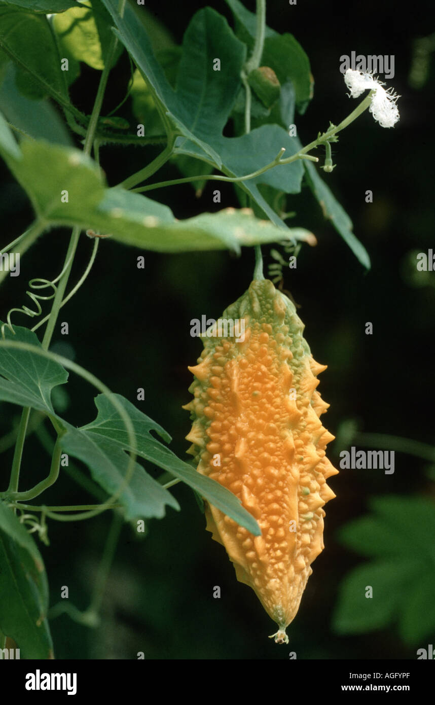 balsam pear (Momordica charantia), mature fruit Stock Photo - Alamy