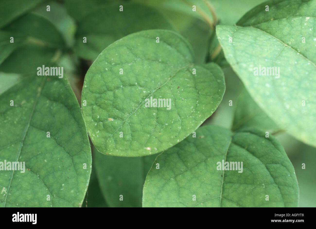 Benzoin Tree High Resolution Stock Photography and Images - Alamy