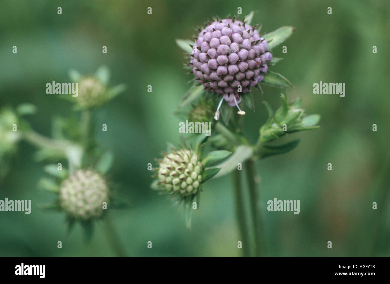devil's-bit scabious, devil's-bit (Succisa pratensis), in bud Stock ...