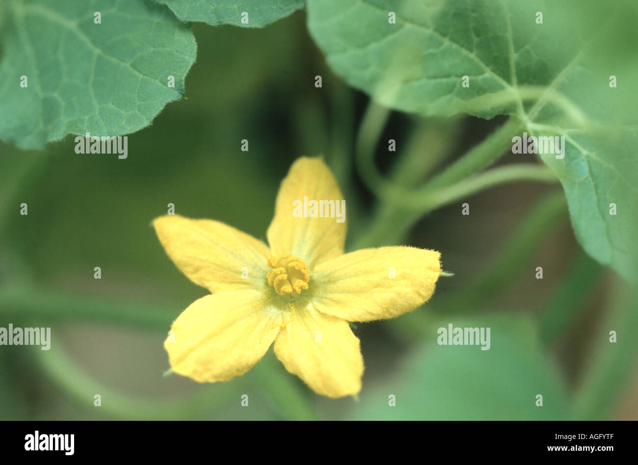 Citrullus Colocynthis Stock Photos & Citrullus Colocynthis Stock Images ...