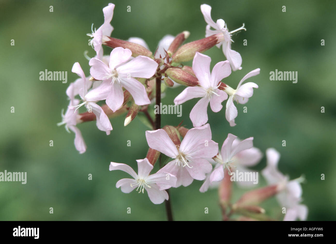bouncingbet, bouncing-bet, soapwort (Saponaria officinalis ...