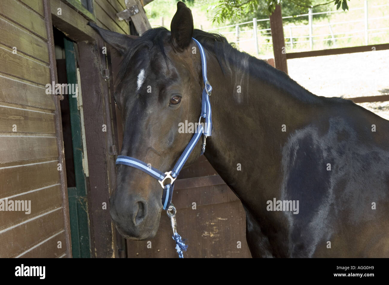 Brown gelding in front of a barn Stock Photo - Alamy