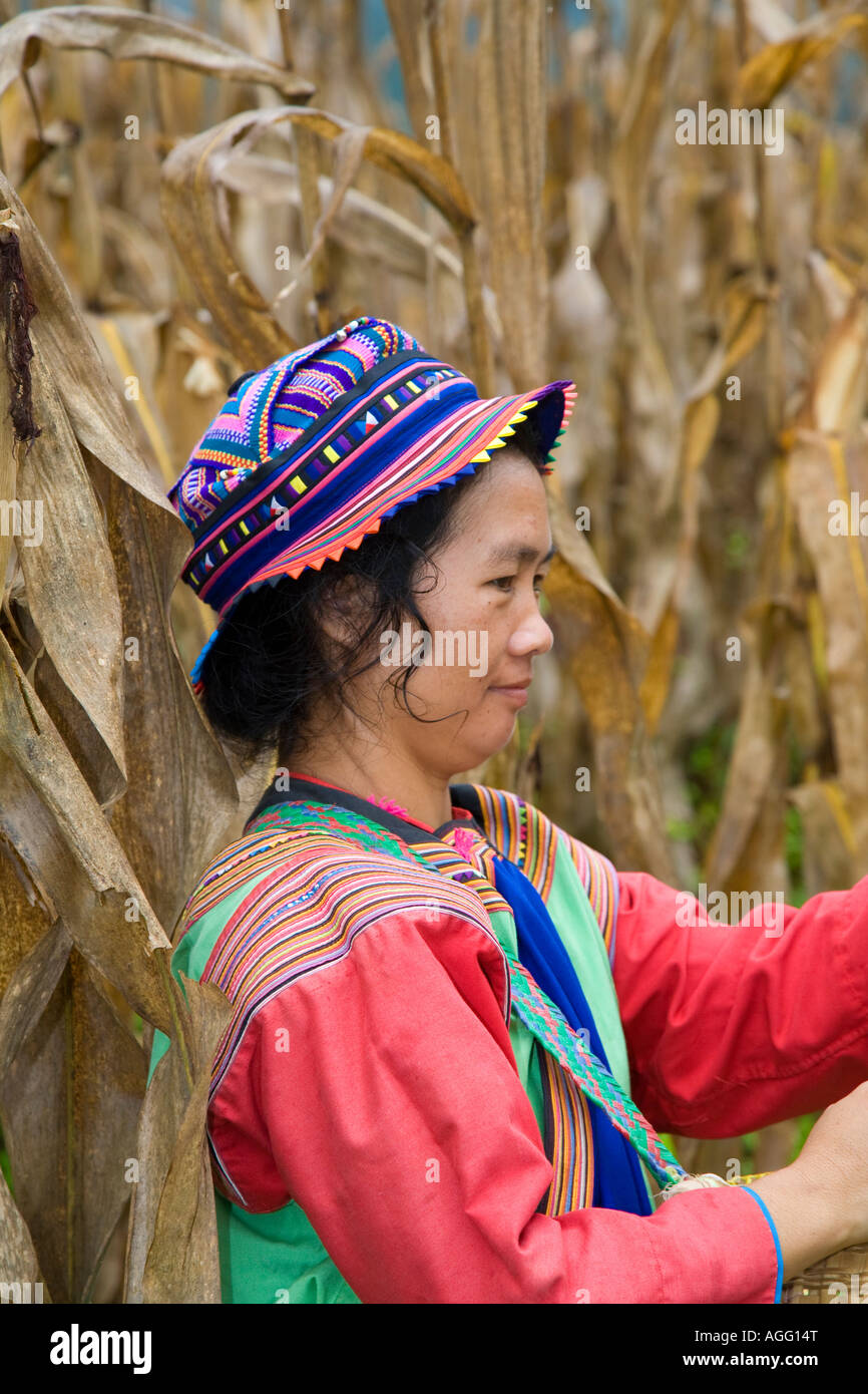 Tribal farm worker woman picking Maize Crop, corn, agriculture, harvest ...