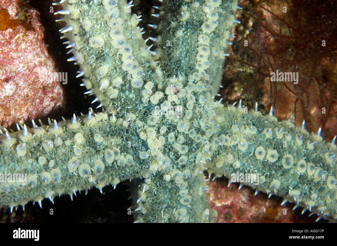 Spiny sea star hi-res stock photography and images - Alamy