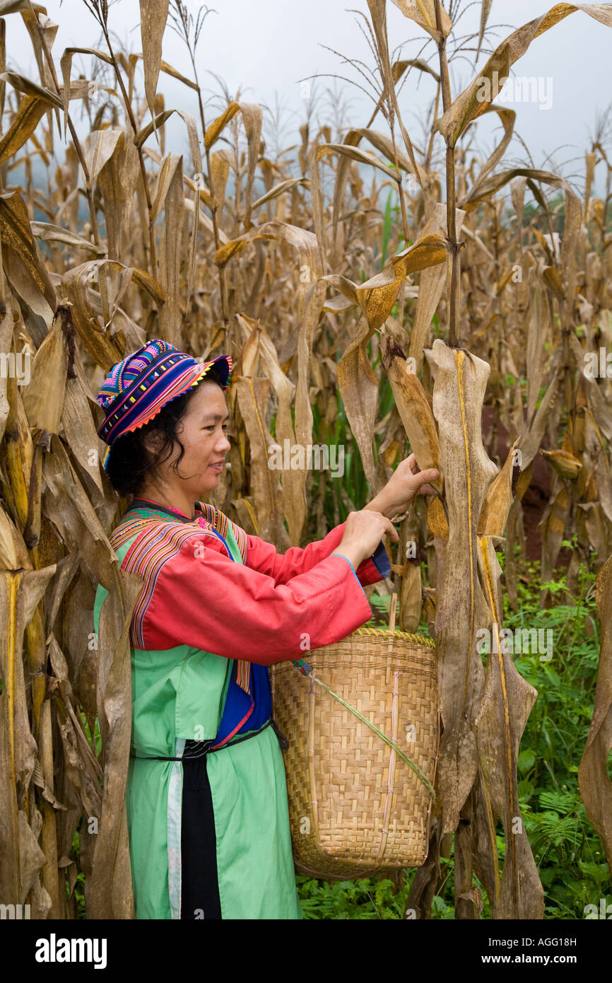 Tribal farm worker woman picking Maize Crop, corn, agriculture, harvest ...