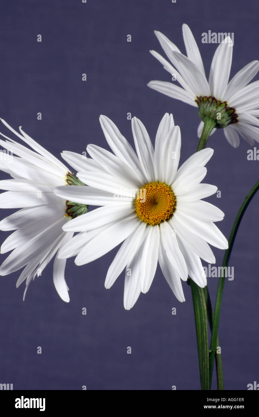 A bunch of white Marguerites Stock Photo - Alamy