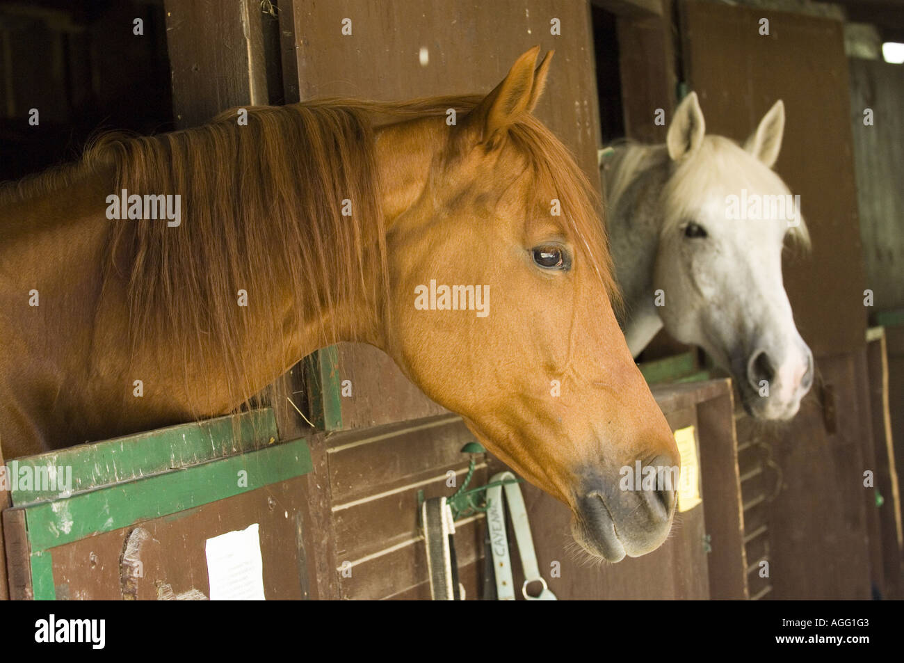 Brown and white horse in their boxes Stock Photo - Alamy