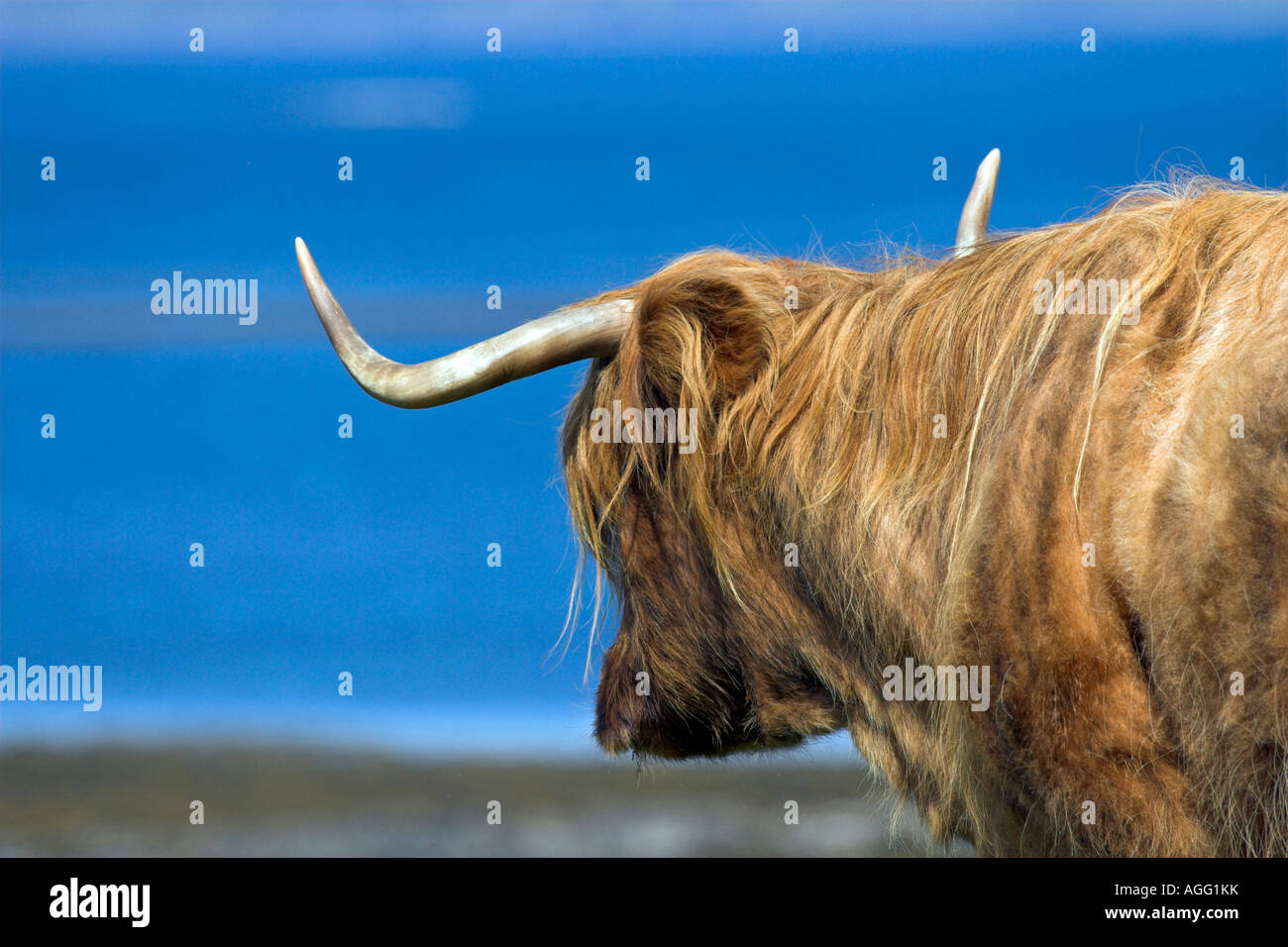 Highland cow from behind Stock Photo - Alamy