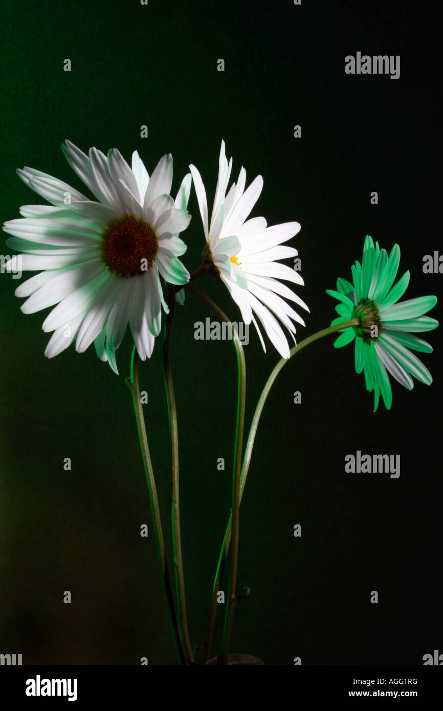 Beautiful marguerites hi-res stock photography and images - Alamy