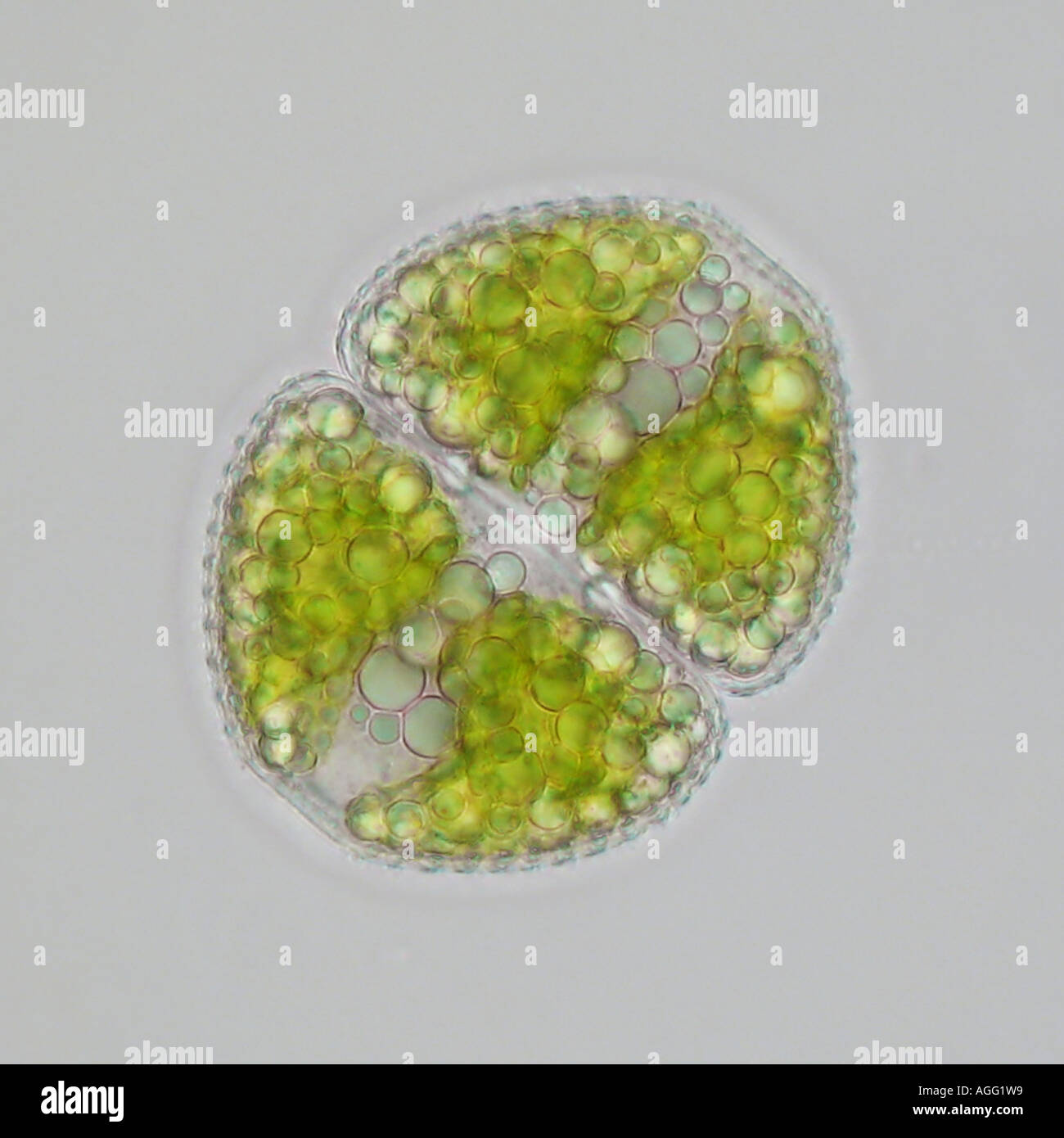 Cosmarium hi-res stock photography and images - Alamy