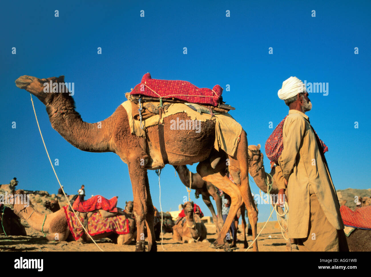 Camel master hi-res stock photography and images - Alamy