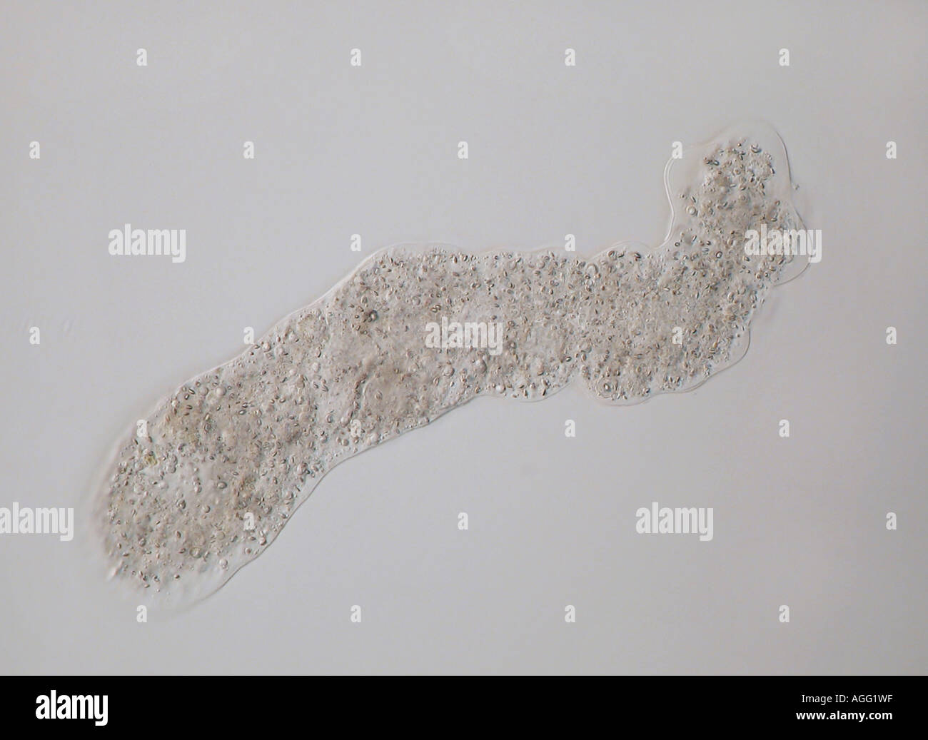 Amoeba anatomy hi-res stock photography and images - Alamy