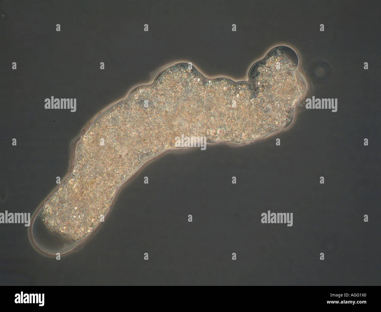 Microscopy amoeba hi-res stock photography and images - Alamy