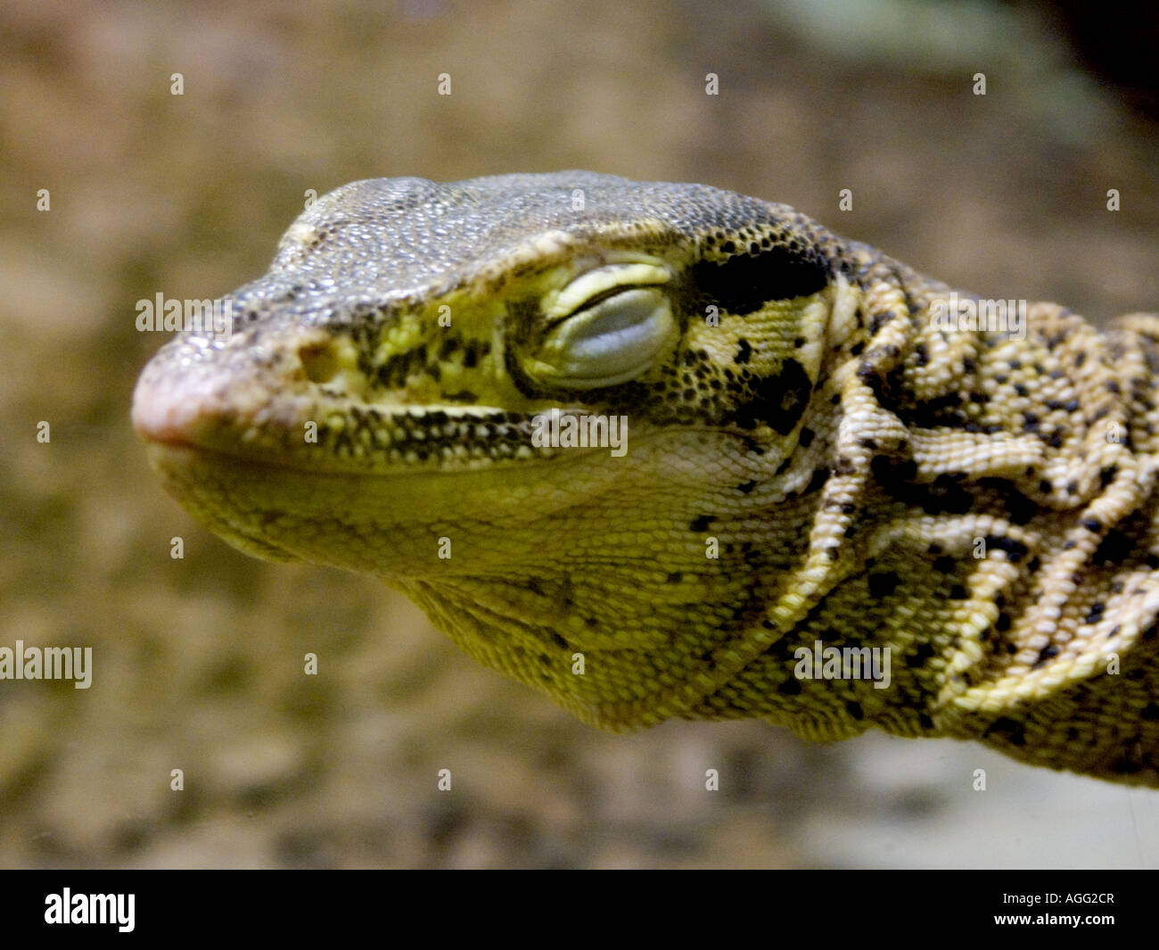 Head of an Argus Monitor Stock Photo - Alamy