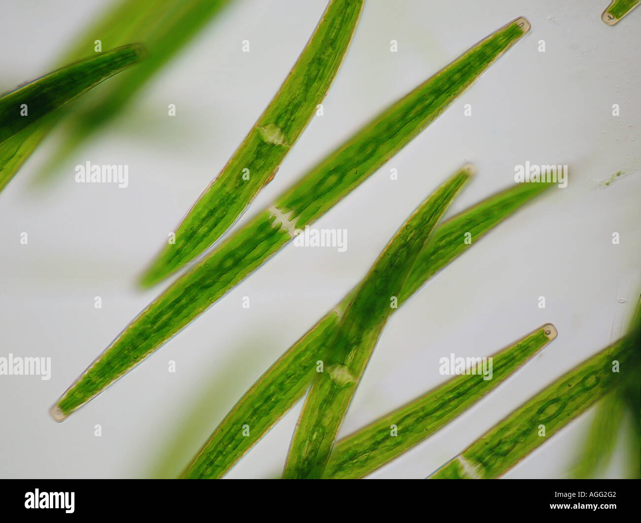 Closterium striolatum closterium striolatum hi-res stock photography ...