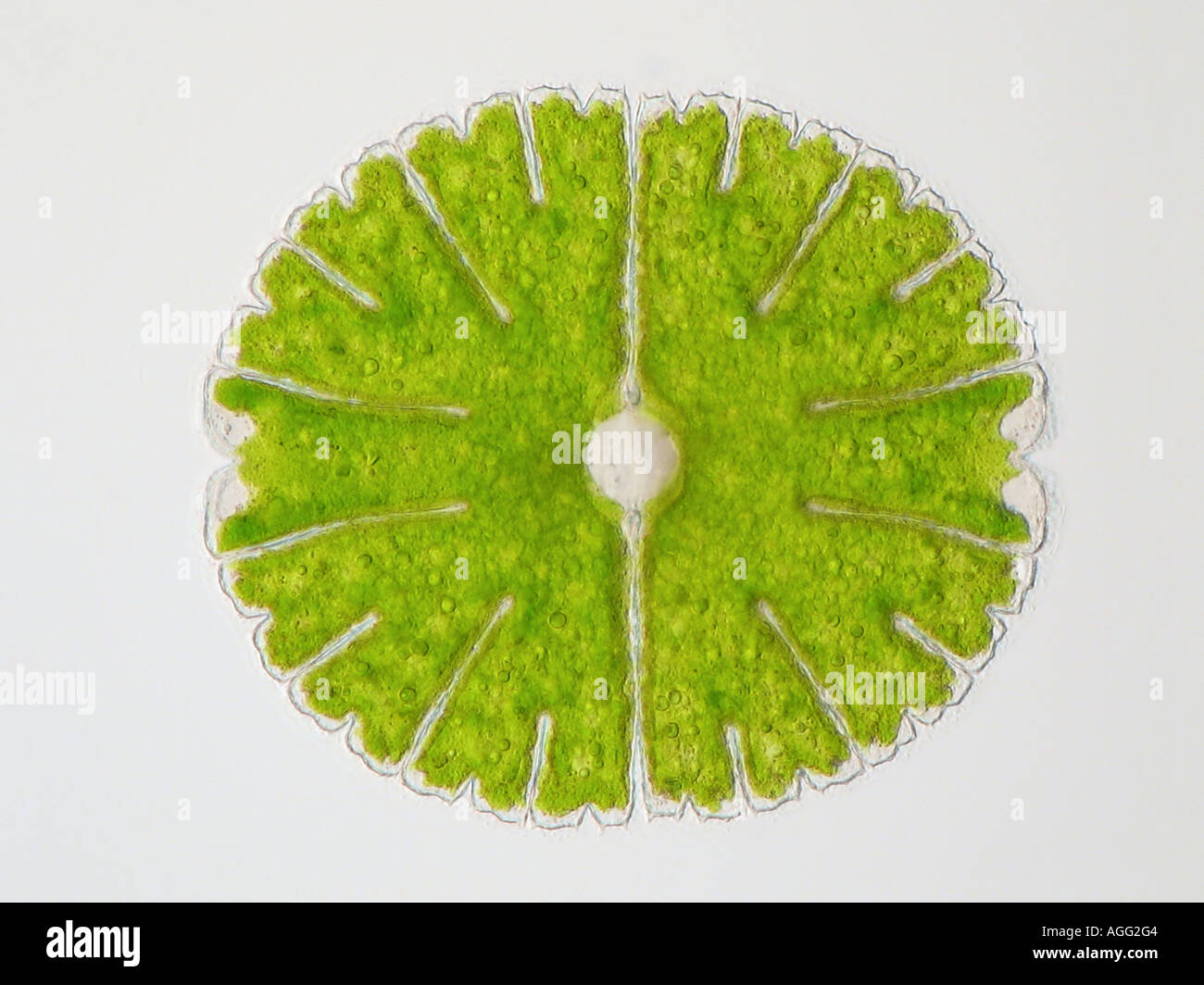 Micrasterias denticulata micrasterias denticulata in hi-res stock ...