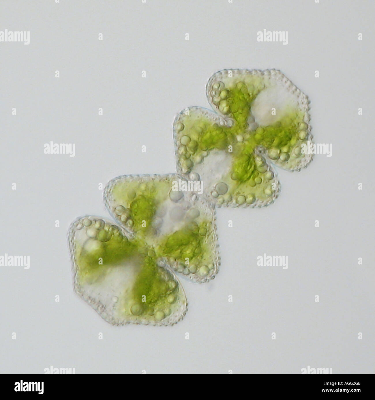 Cosmarium cell hi-res stock photography and images - Alamy