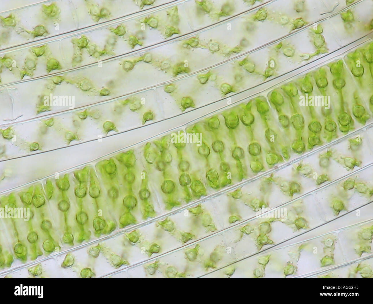 Spirogyra cell hi-res stock photography and images - Alamy