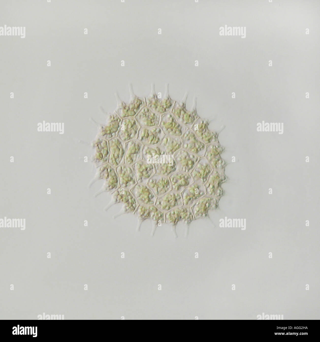 Pediastrum boryanum (Pediastrum boryanum), in shining-through light ...