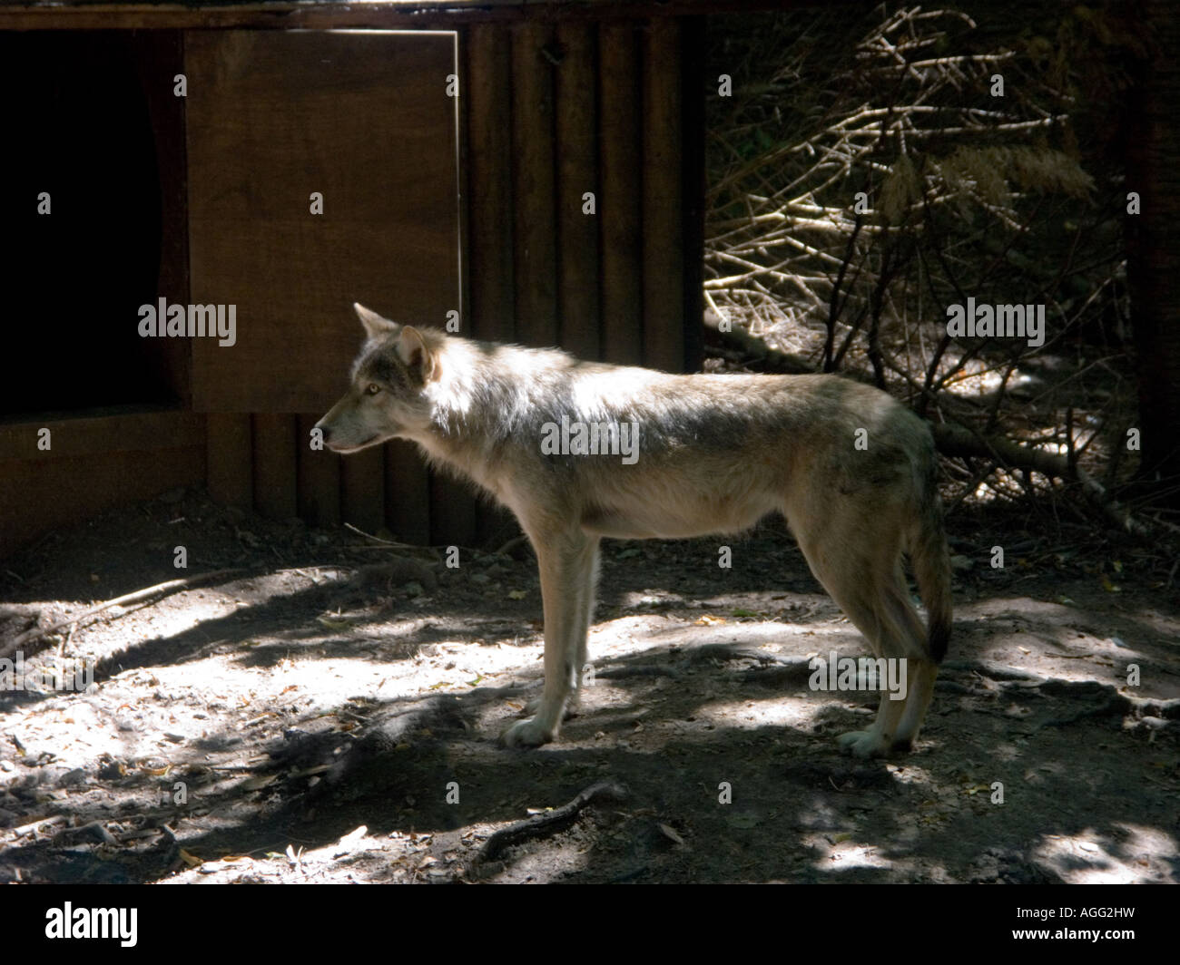 Canadian Timber Wolf at Cotswold Wildlife Park Stock Photo - Alamy