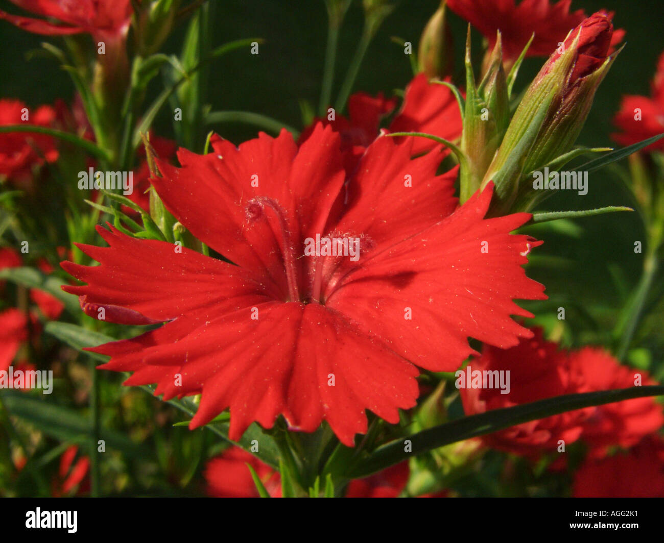 Dianthus chinensis charm scarlet hi-res stock photography and images ...