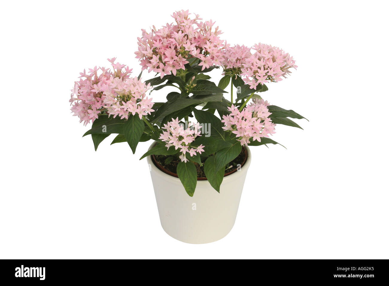 Egyptian Star Cluster, Star Cluster (Pentas lanceolata), with pink ...
