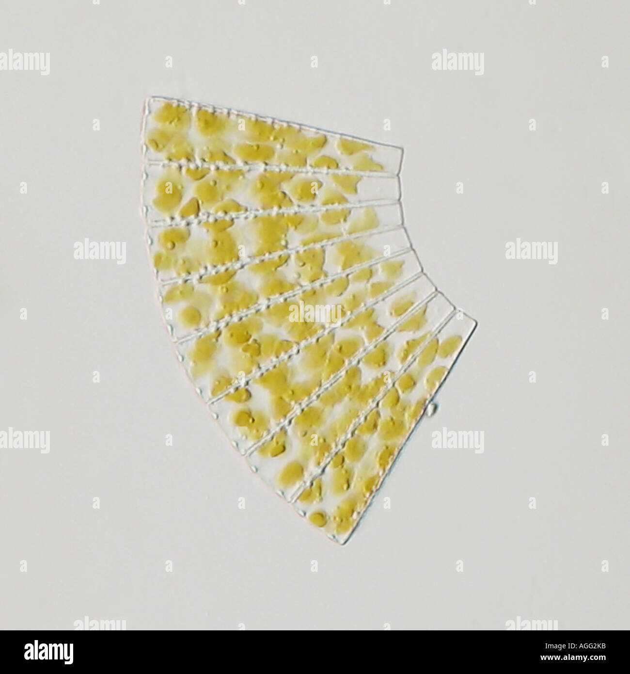 Circulare hi-res stock photography and images - Alamy