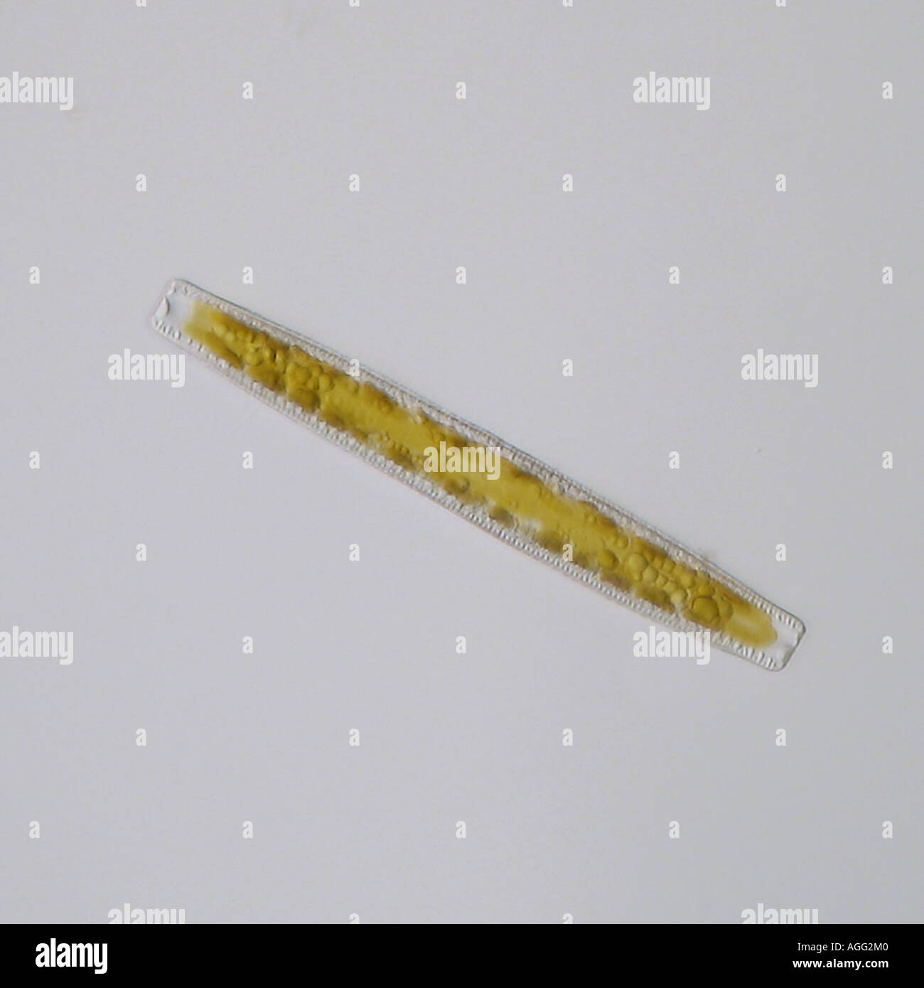 Epithemia spec epithemia spec hi-res stock photography and images - Alamy