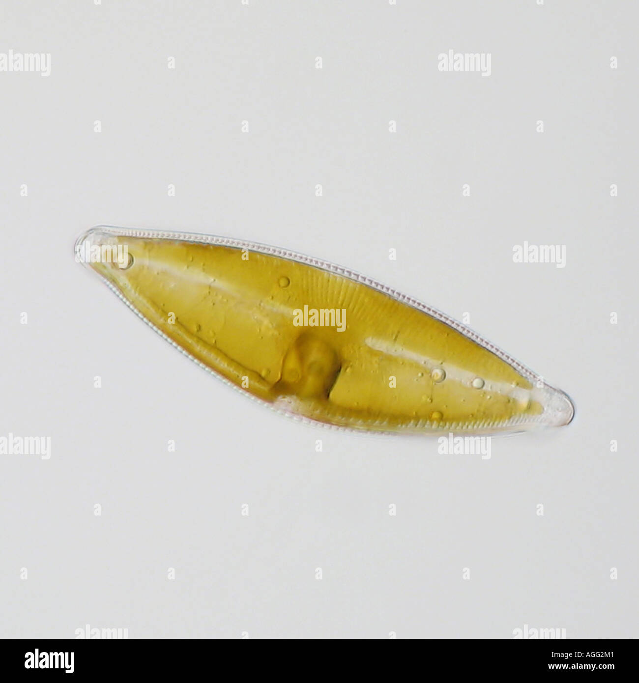 Cymbella spec cymbella spec hi-res stock photography and images - Alamy