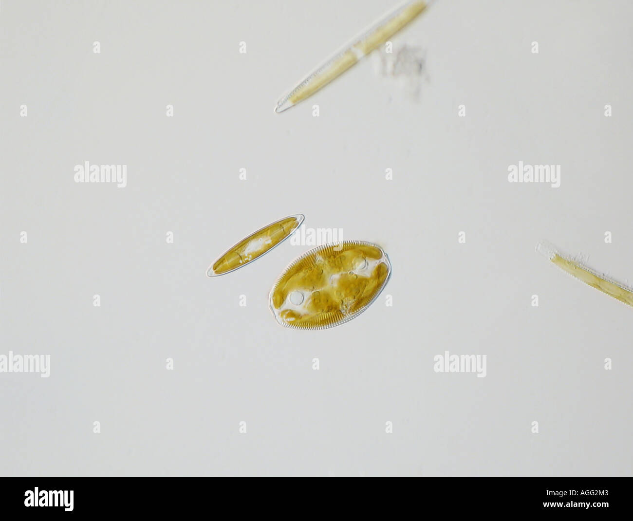 Amphora ovalis (Amphora ovalis), in shining-through light Stock Photo ...