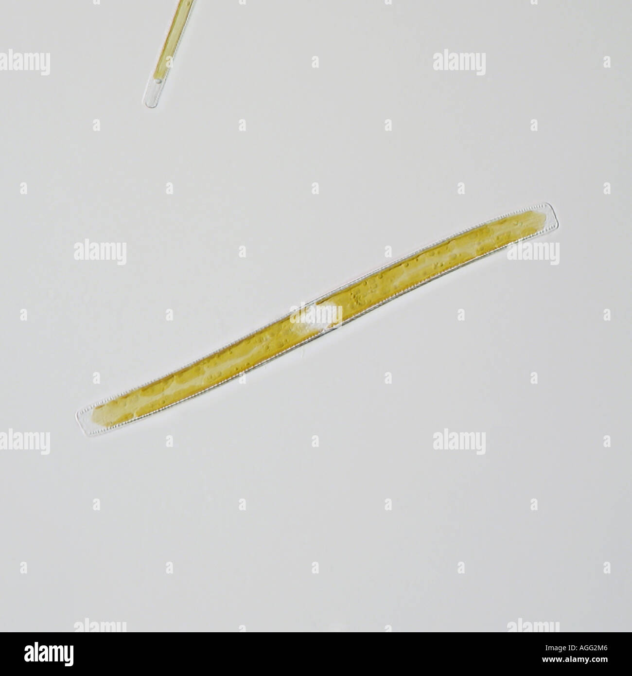 Pennales High Resolution Stock Photography and Images - Alamy
