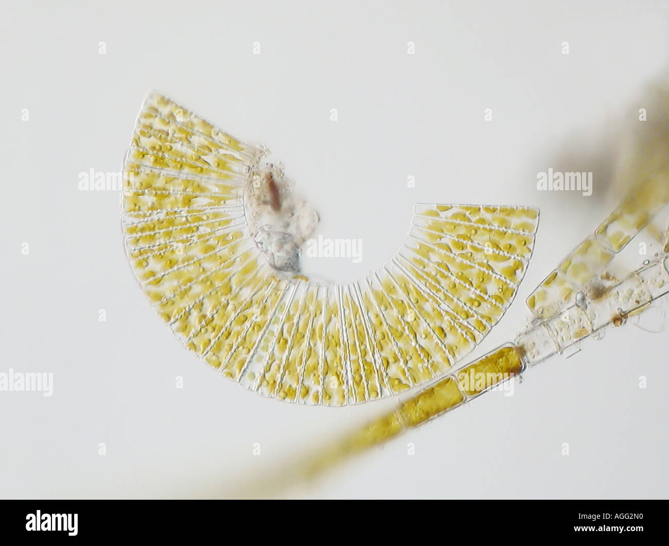 Meridion circulare (Meridion circulare), in shining-through light Stock ...