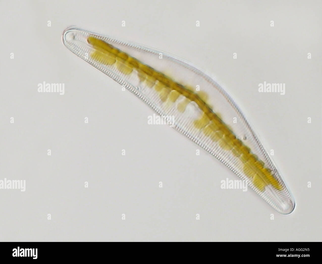 Cymbella spec. (Cymbella spec.), in shining-through light Stock Photo ...