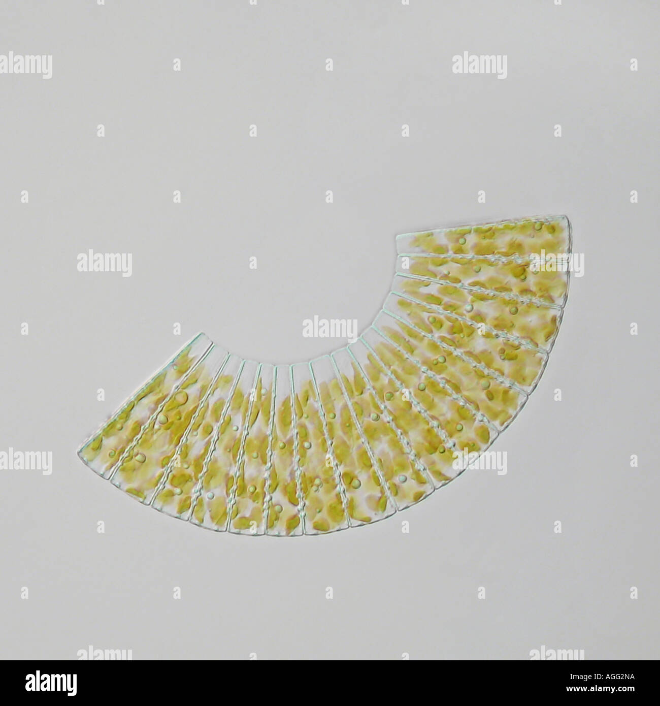 Meridion circulare (Meridion circulare), in shining-through light Stock ...