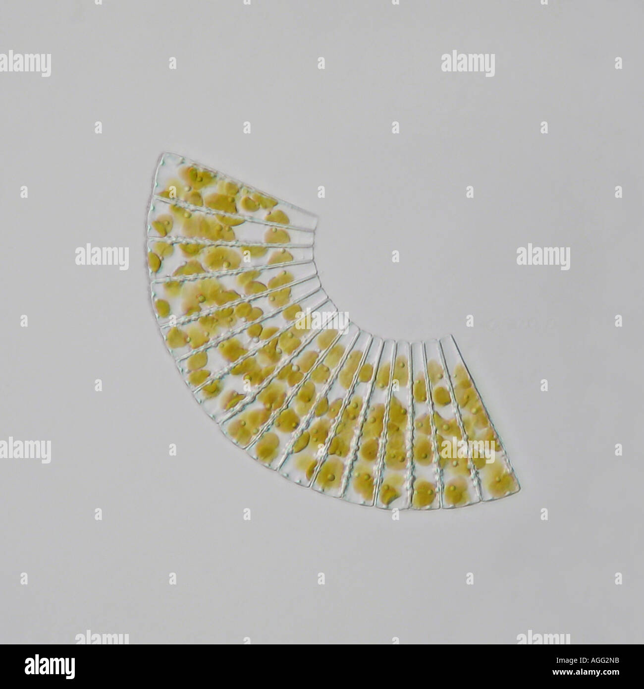 Meridion circulare (Meridion circulare), in shining-through light Stock ...