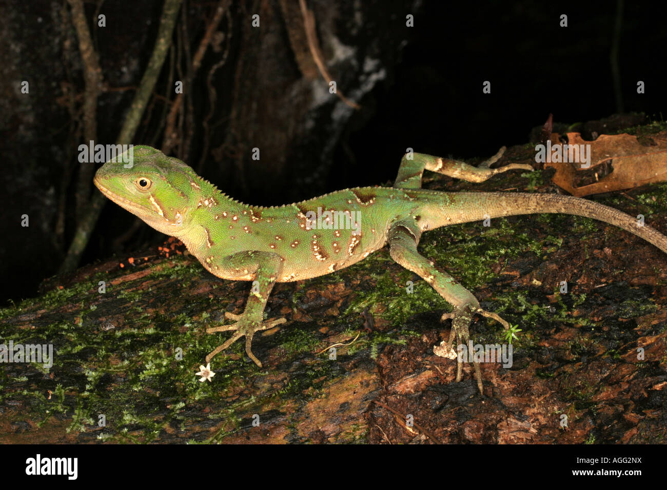 Lizard from the Atlantic forest Brazil Stock Photo - Alamy
