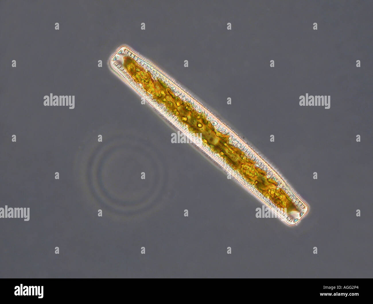 Epithemia spec epithemia spec hi-res stock photography and images - Alamy