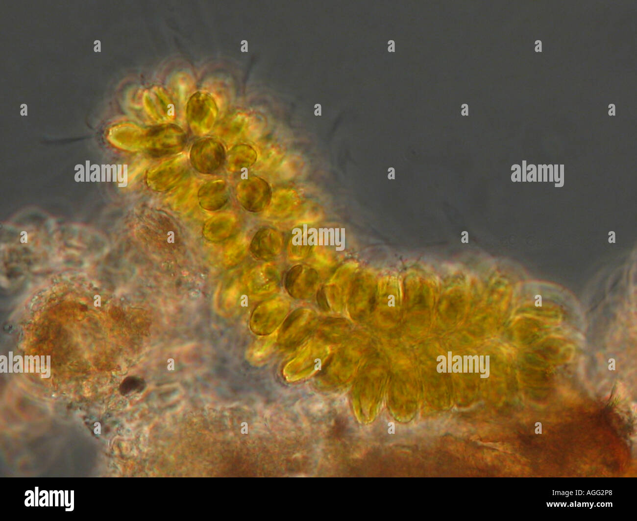 Synura uvella hi-res stock photography and images - Alamy