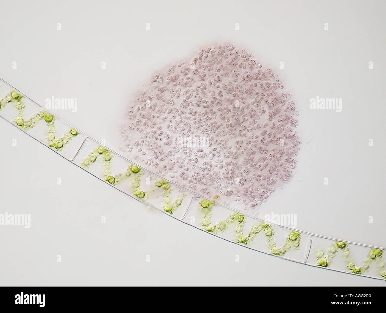 Microcystis flos-aquae (Microcystis flos-aquae), in shining-through ...