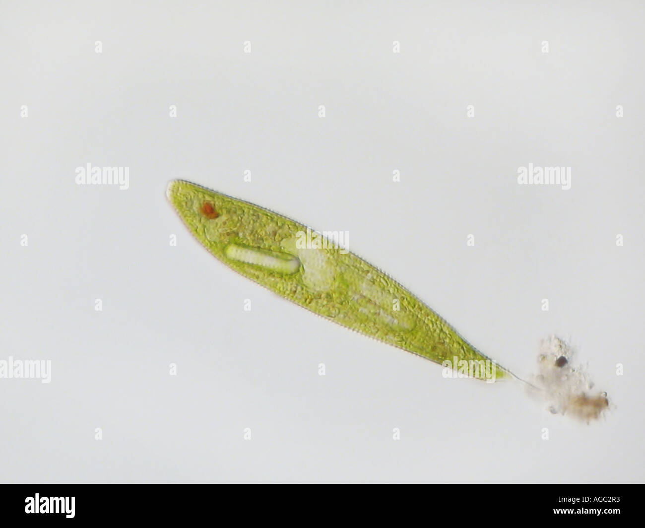 Euglena microscope hi-res stock photography and images - Alamy