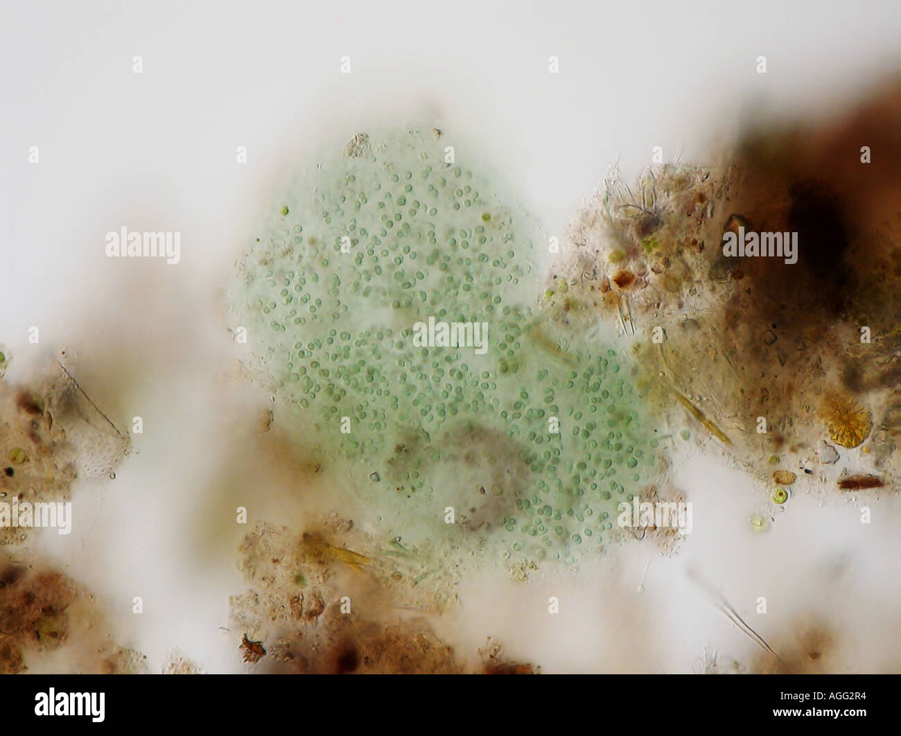 Chroococcophyceae hi-res stock photography and images - Alamy