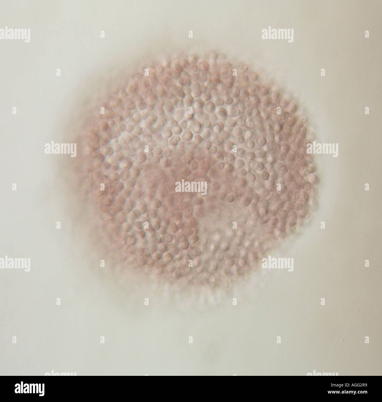 Microcystis flos aquae hi-res stock photography and images - Alamy