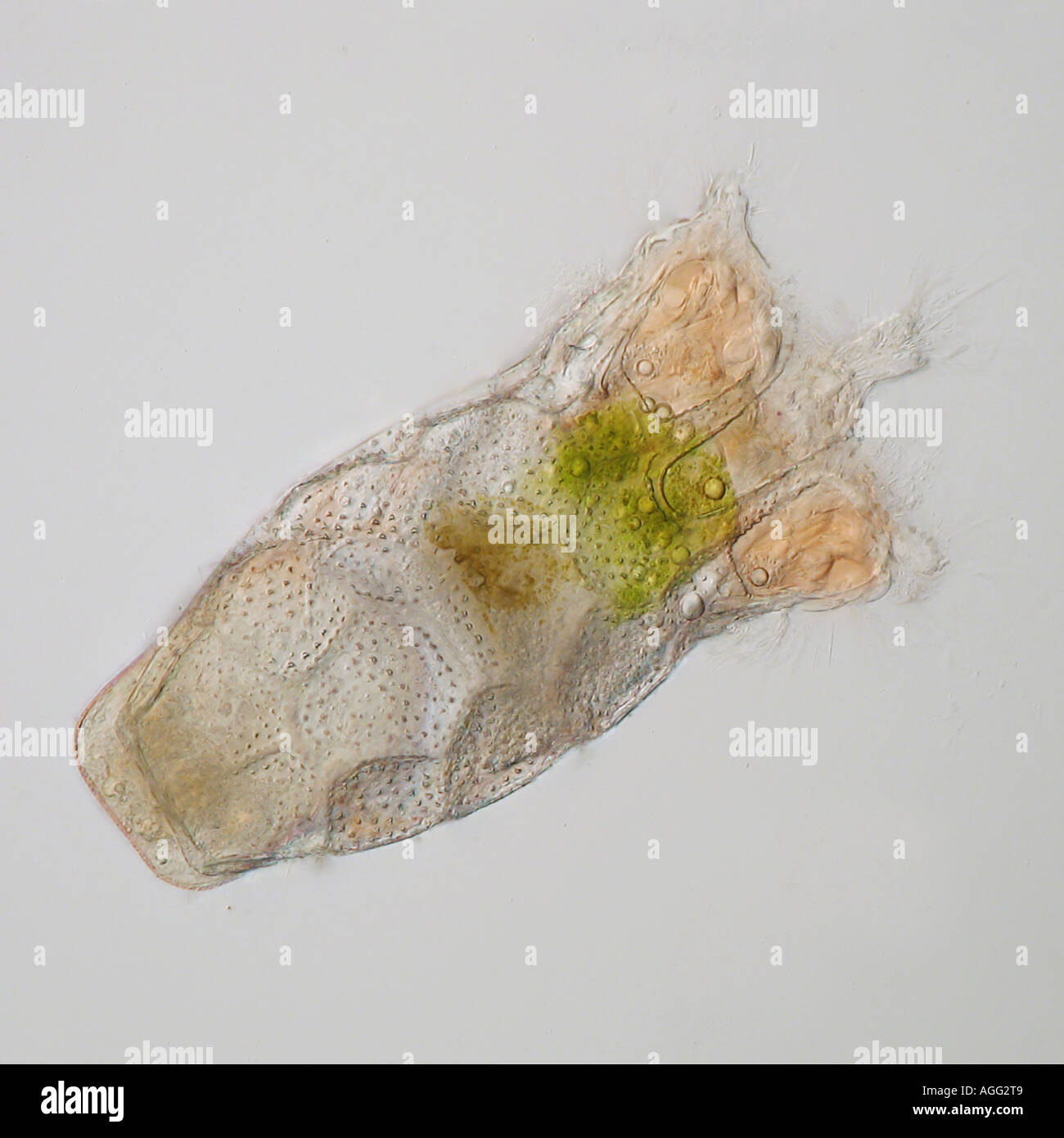 Plankton light hi-res stock photography and images - Alamy