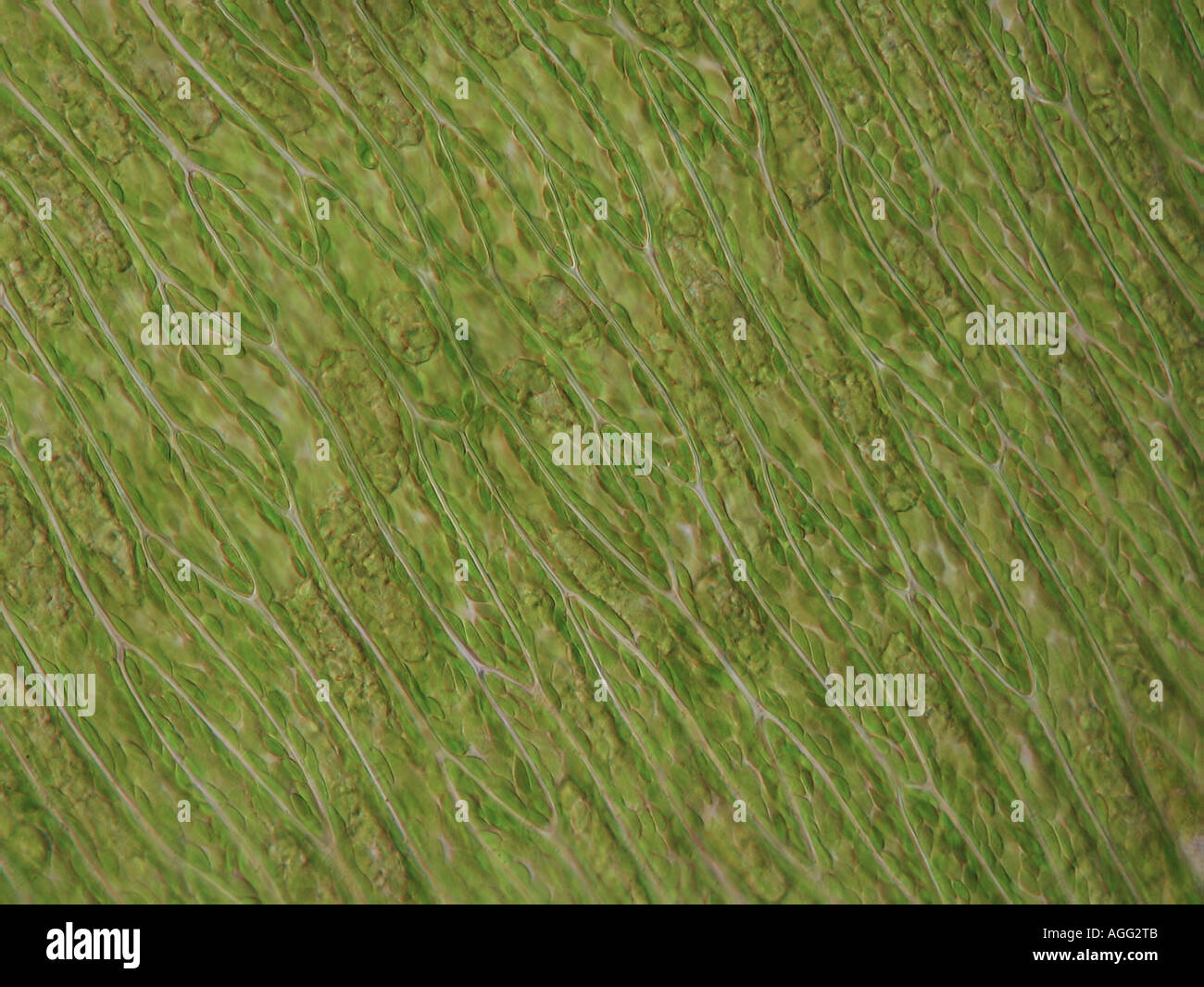 Common Water Moss (Fontinalis antipyretica), in shining-through light ...