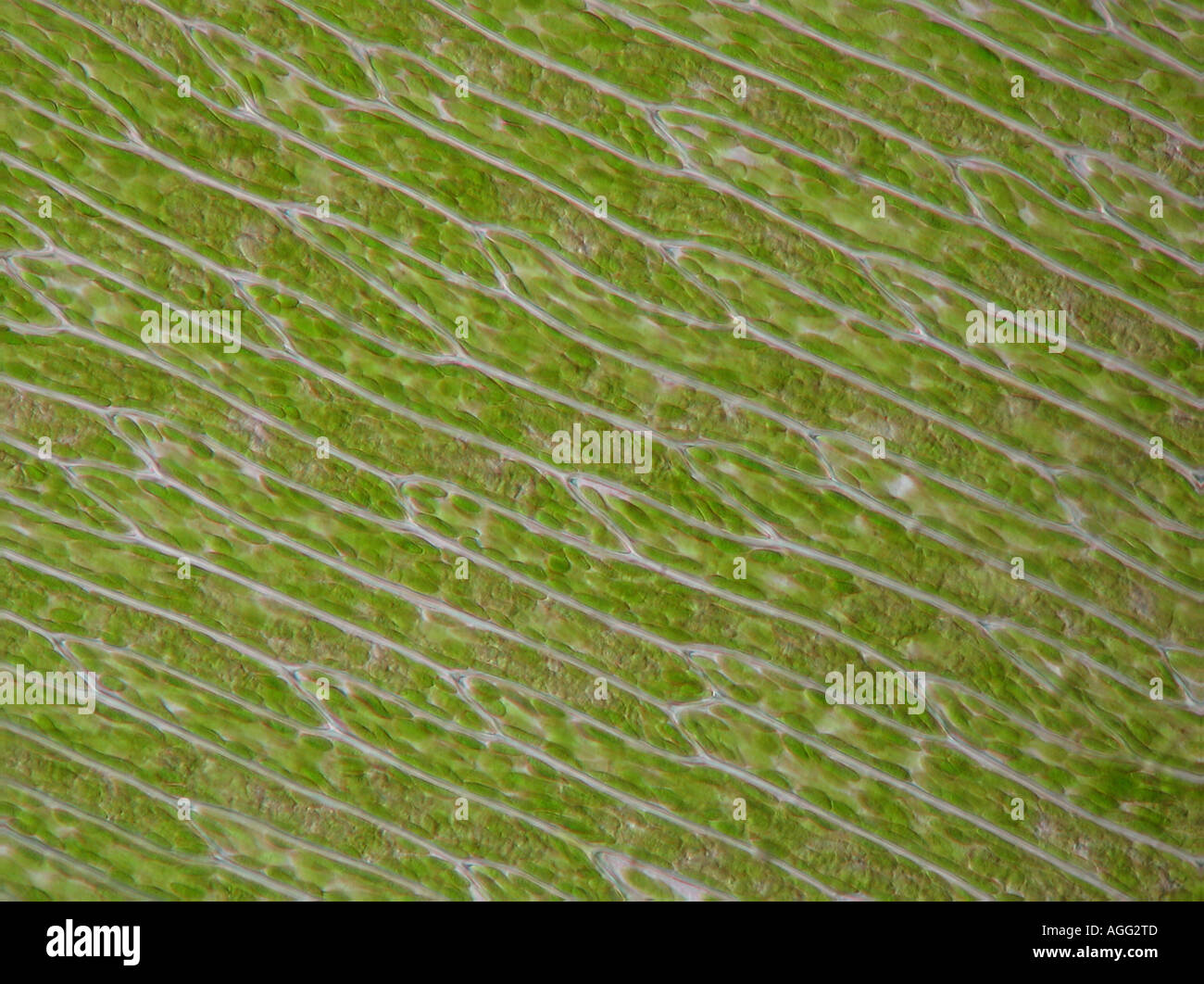 Common Water Moss (Fontinalis antipyretica), in shining-through light ...