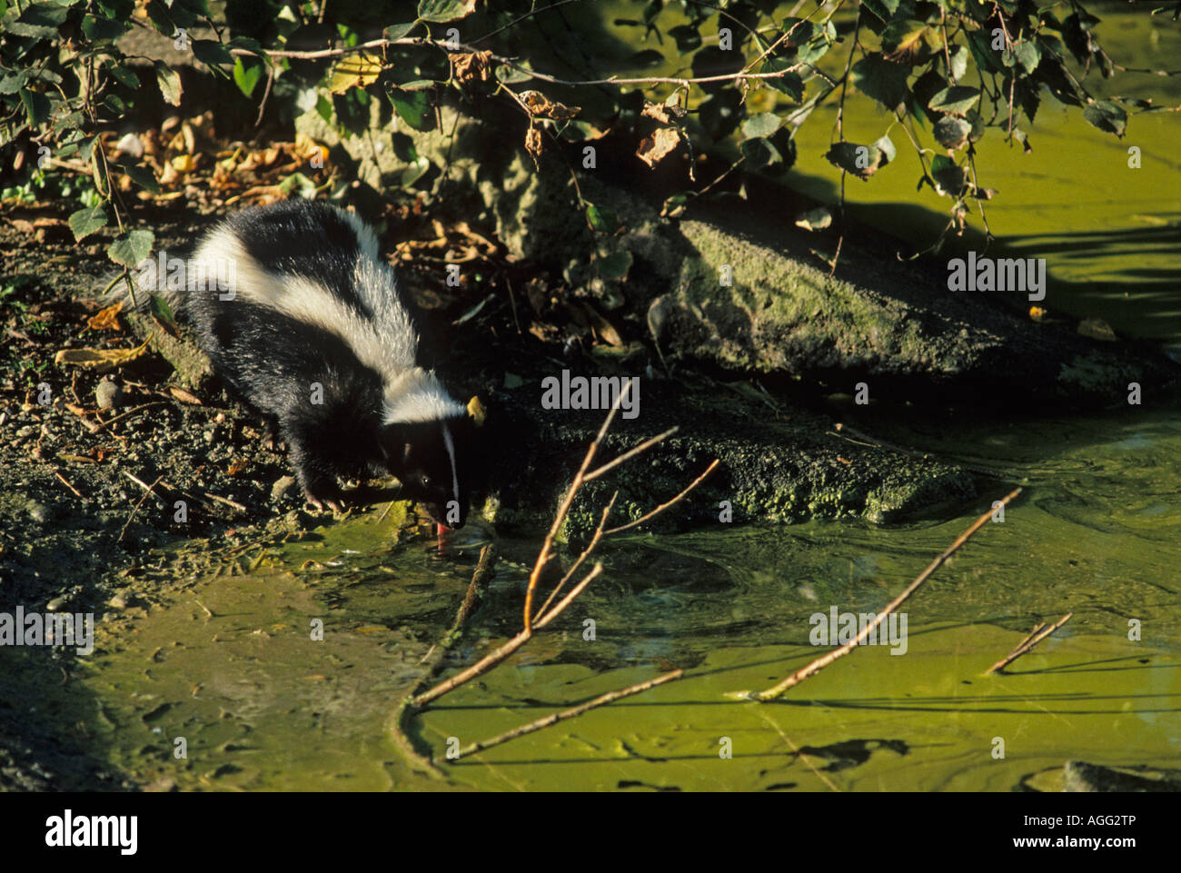 Striped skunk Mephitis mephitis drinking at Lost Lagoon Stanley Park ...