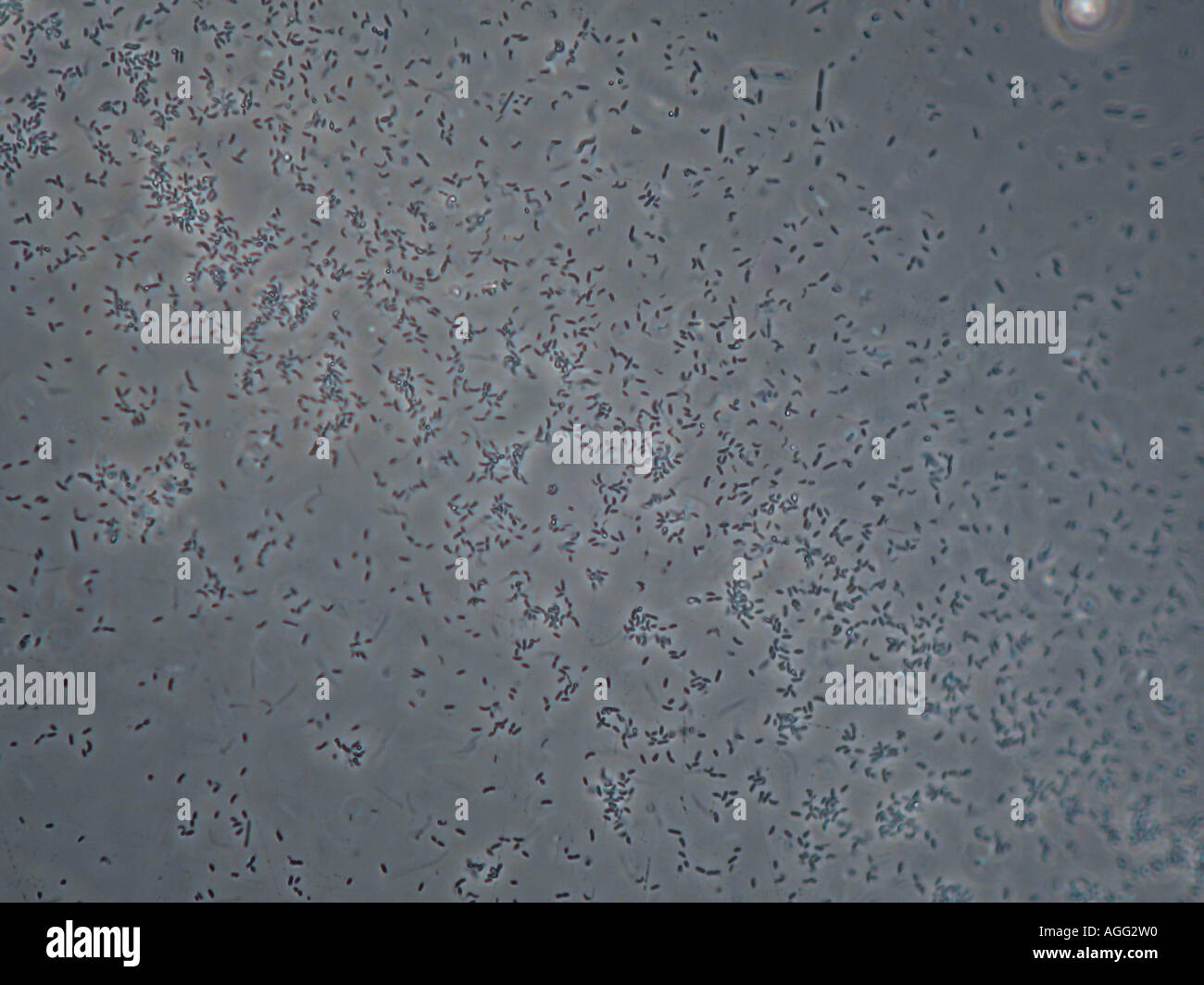 Cellular Slime Molds Microscope