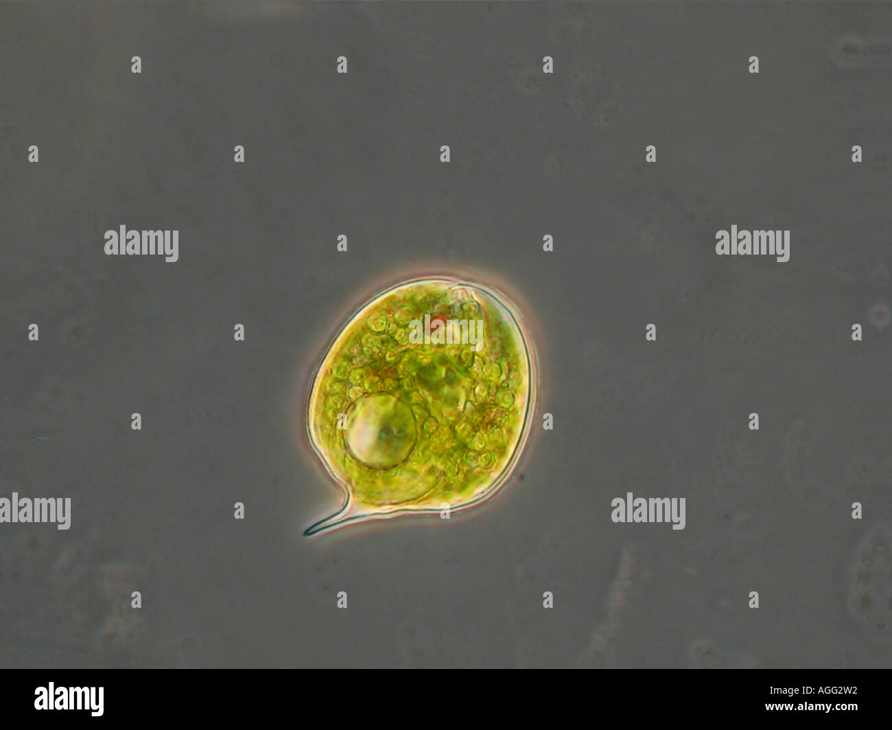 Euglenoid hi-res stock photography and images - Alamy